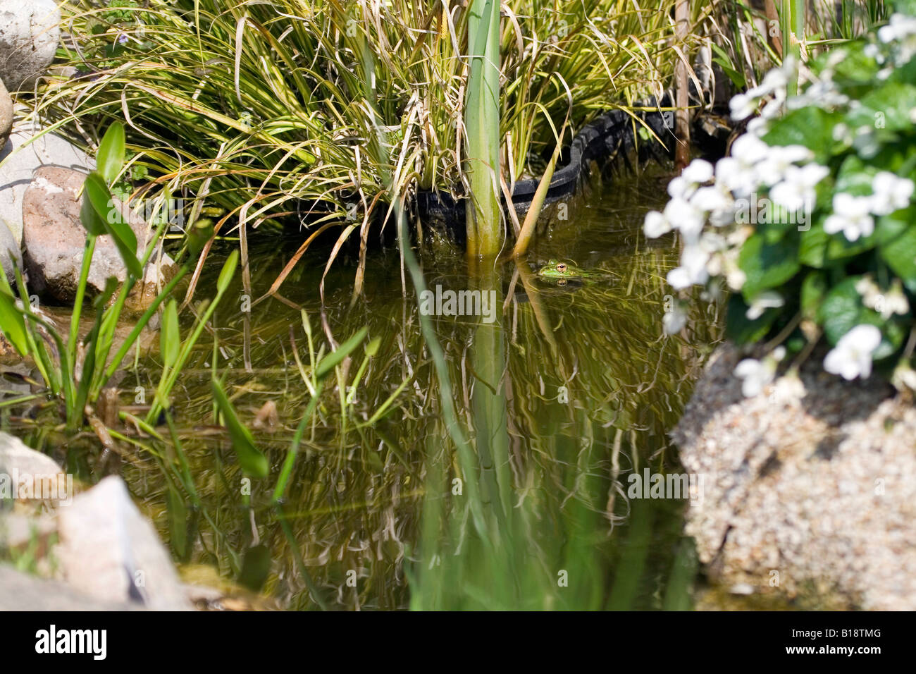 Plants and green frog in the spring garden pond Stock Photo - Alamy