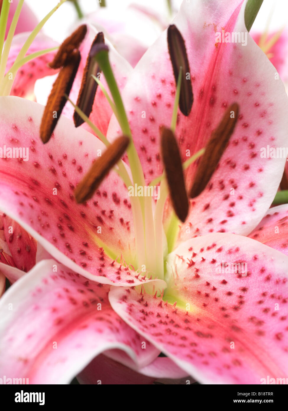 detailed close up of the center of a spotted pink, stargazer lily ...