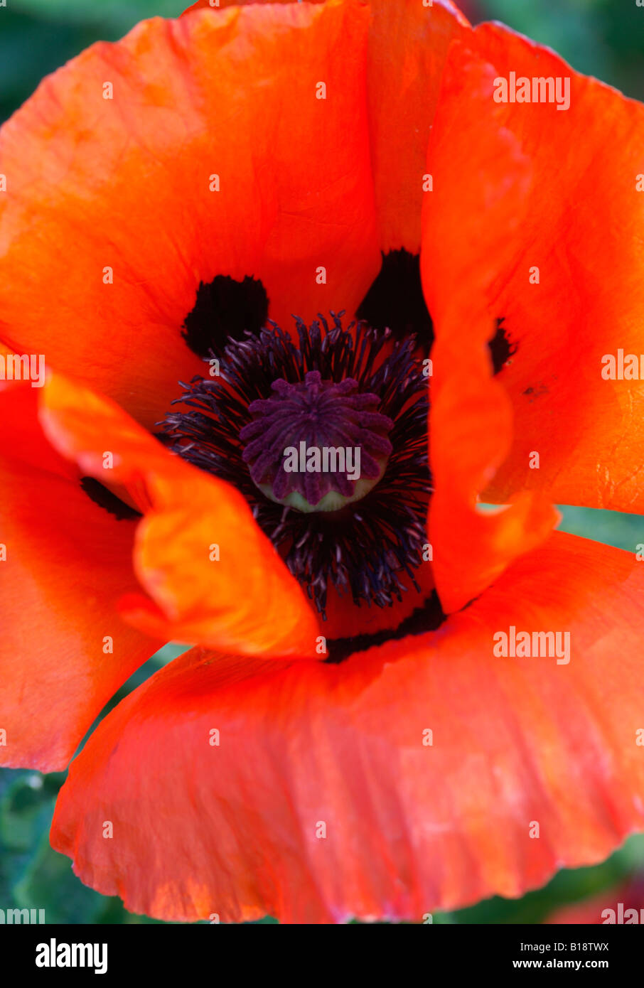 PAPAVER ORIENTALE BRILLIANT POPPY Stock Photo - Alamy
