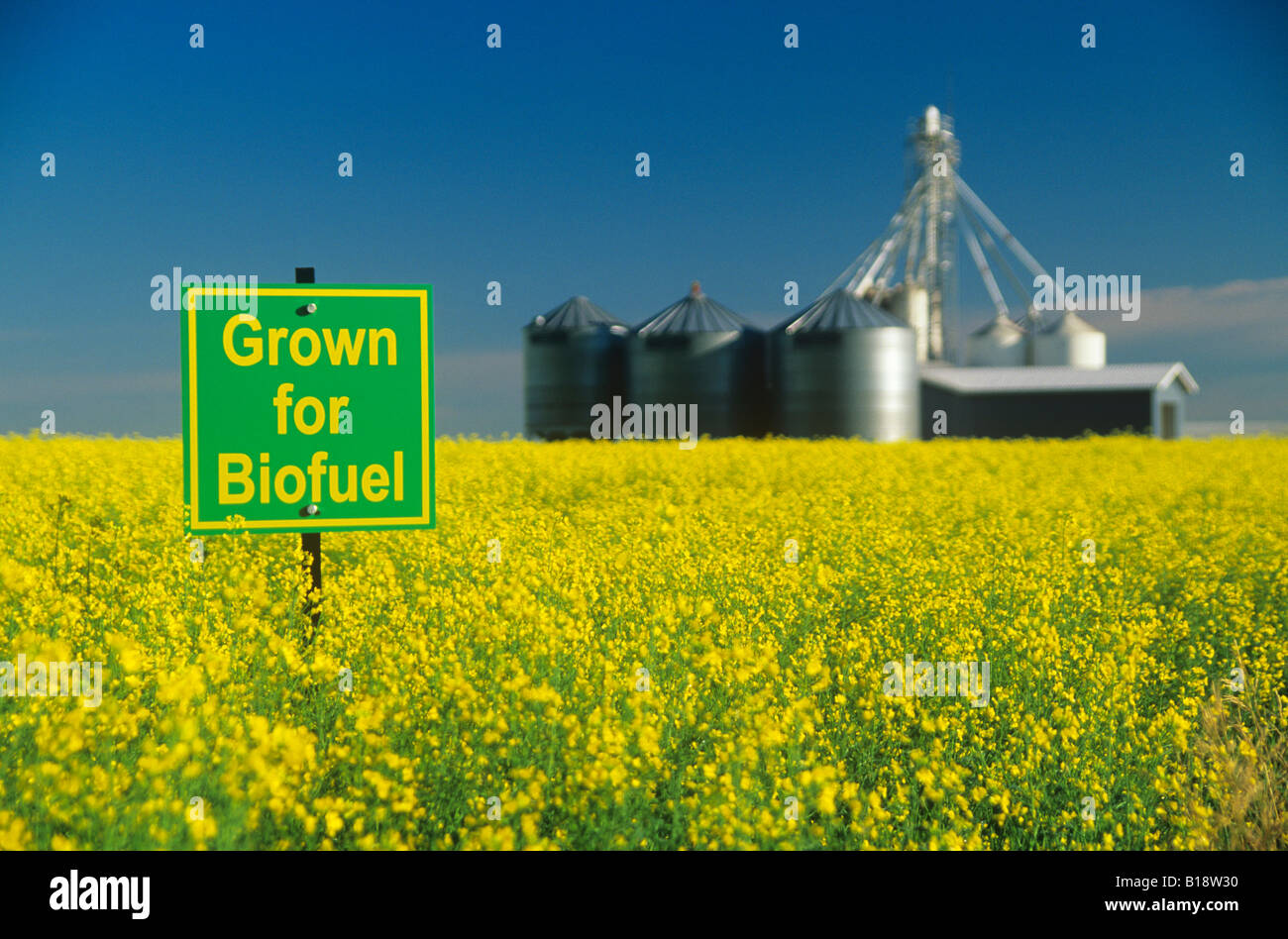 Canola field grown for biofuel with crop storage facility Niverville ...
