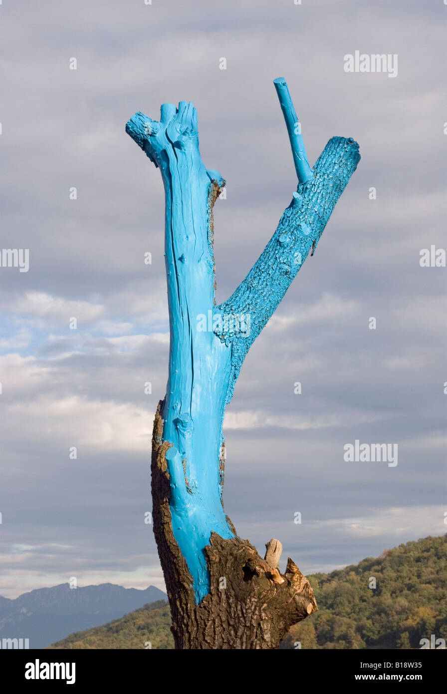 blue painted tree Stock Photo - Alamy