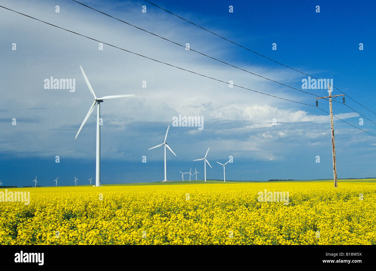 wind turbines in canola field with electricity transmission lines in ...