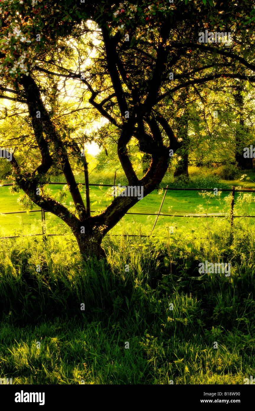 Tree in a meadow Stock Photo - Alamy