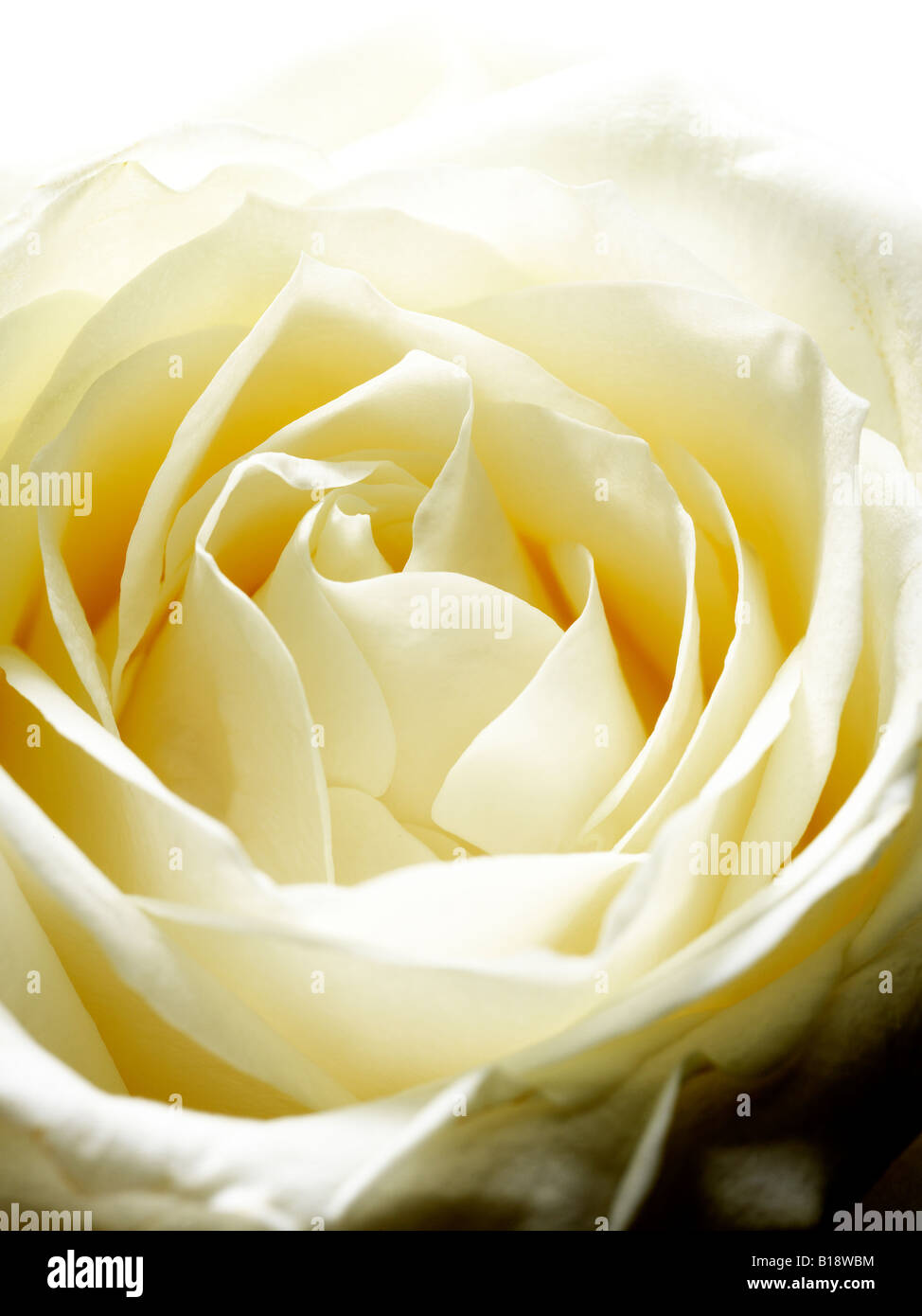 close up single white rose Stock Photo - Alamy