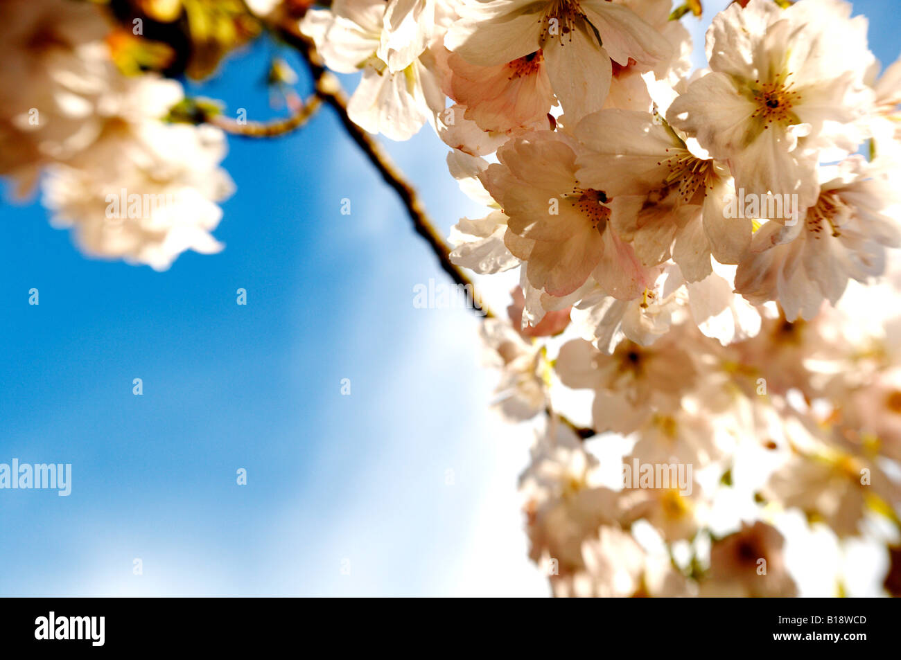 Tree blossom in springtime in Batsford Aboretum in the Cotswolds Stock ...