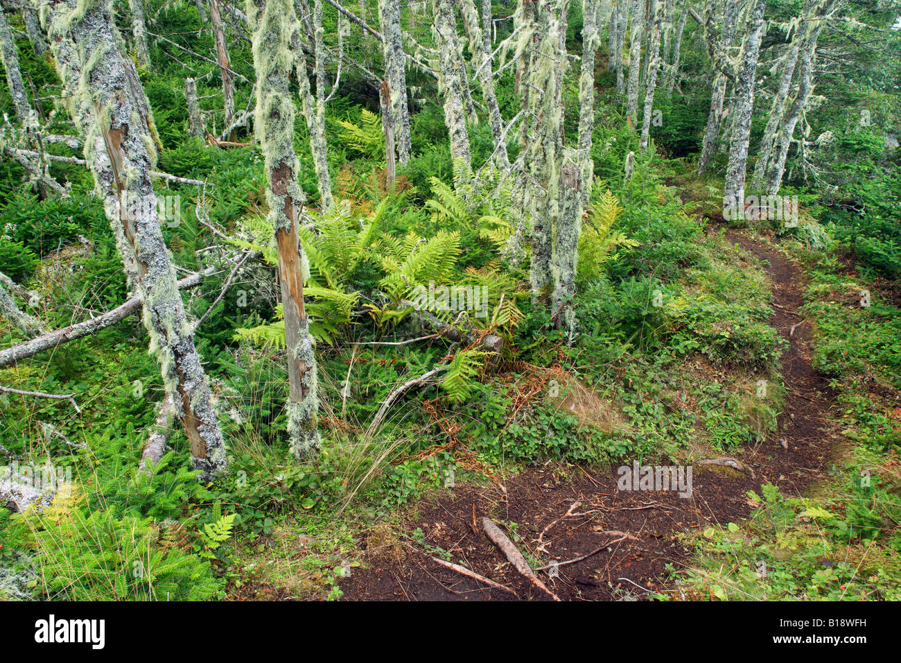 Spry Bay Trail Taylor Head Prov Park Nova Scotia, Canada Stock Photo ...