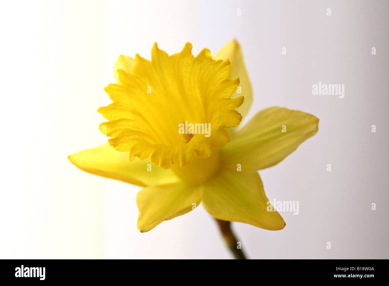 Yellow daffodil in spring Stock Photo - Alamy