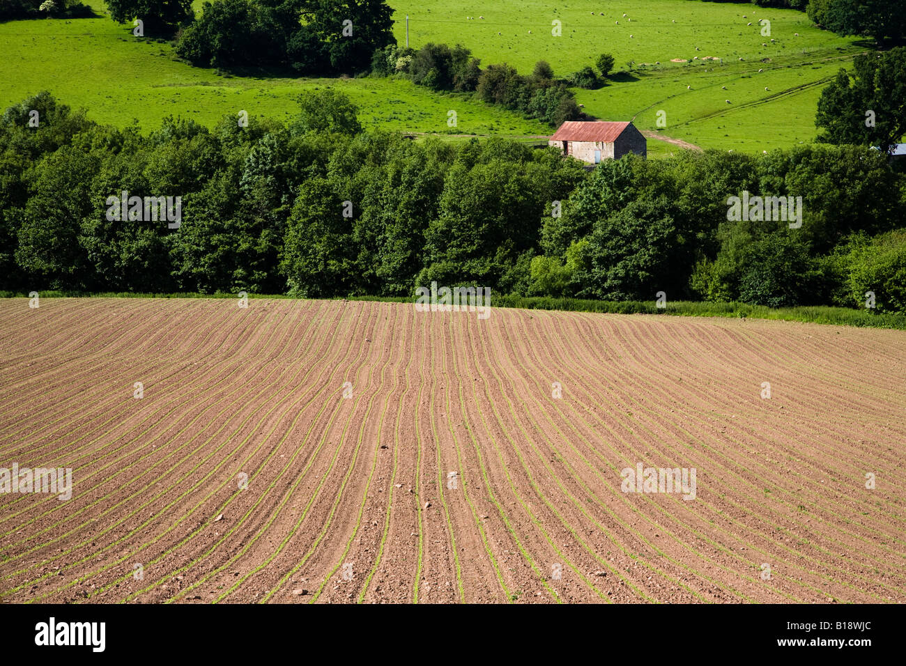 Freshly planted field with crops starting to grow Wales UK Stock Photo ...
