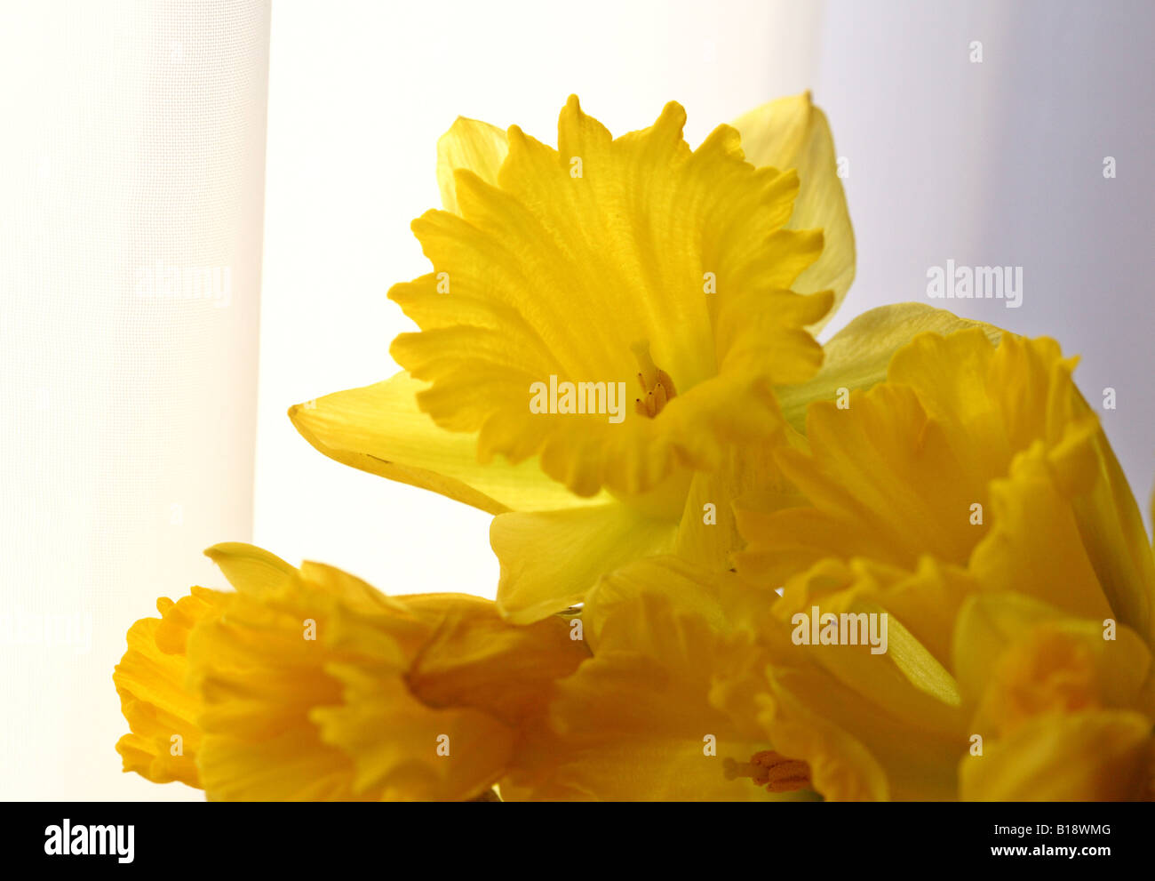 Yellow daffodils in spring Stock Photo - Alamy