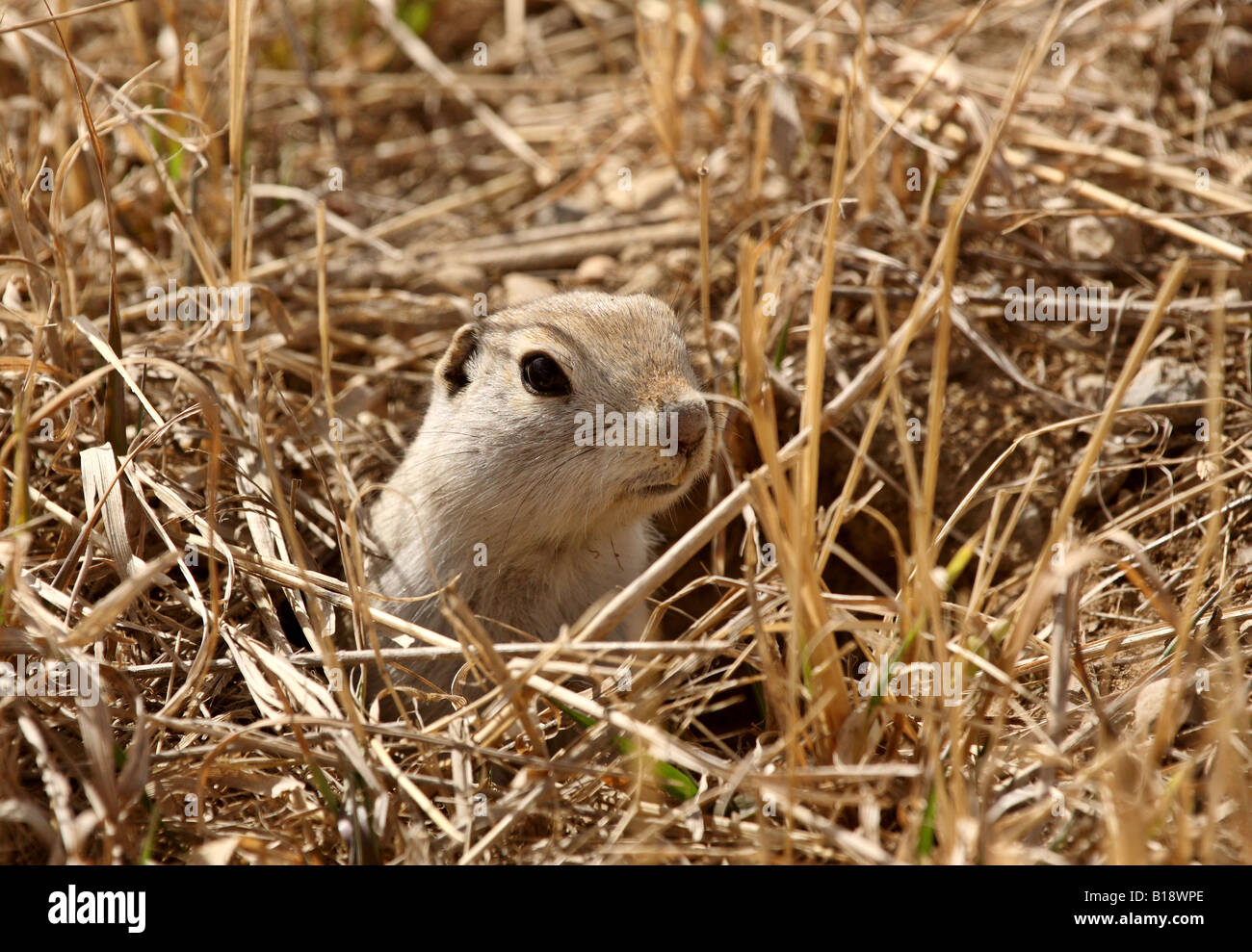 Gopher peaking out of burrow in spring Stock Photo - Alamy