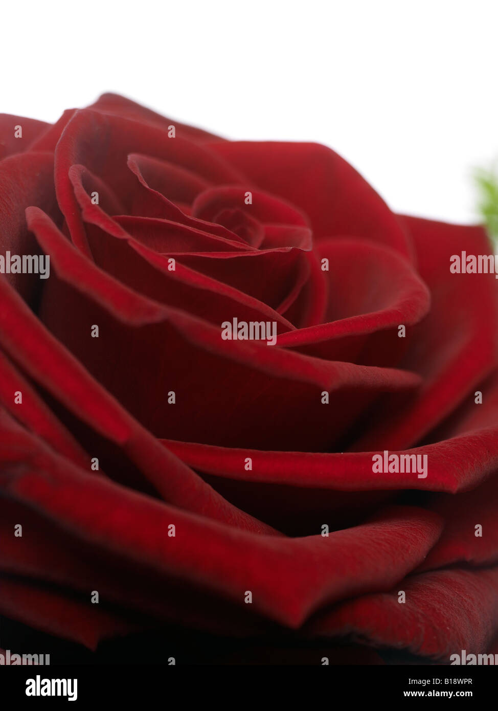 close up of single red rose Stock Photo - Alamy