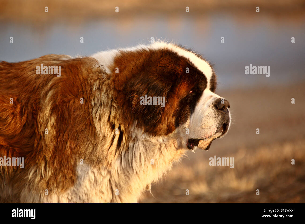 Big Saint Bernard dog near Saskatchewan pond Stock Photo - Alamy