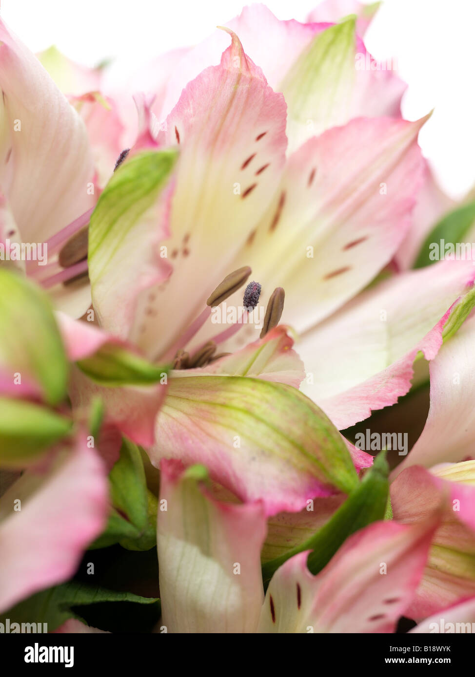 Pink peruvian lilly hi-res stock photography and images - Alamy