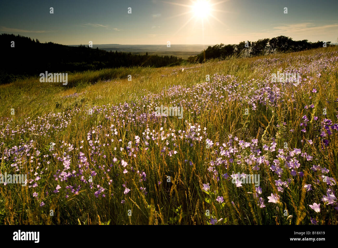 Wildflowers at Bald Butte, Cypress Hills Interprovincial Park ...