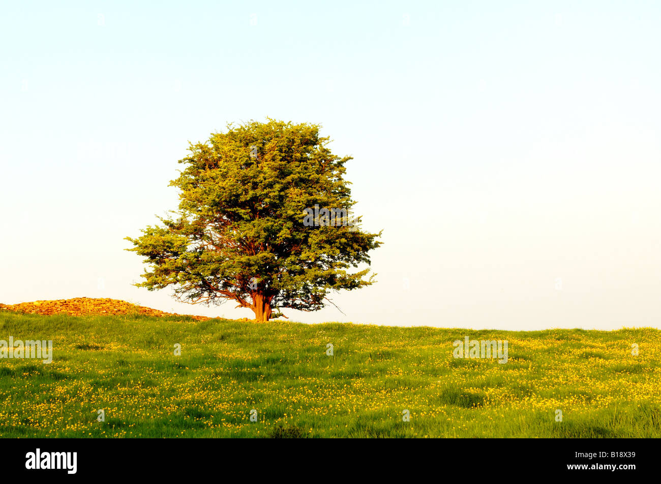 Lone tree in a field near Burford in the Cotswolds Stock Photo - Alamy