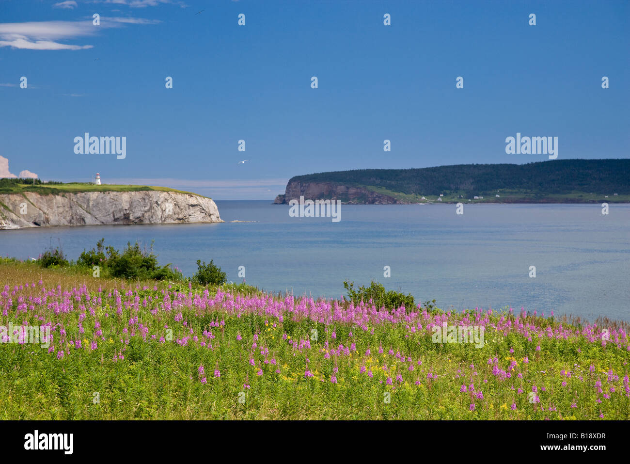 Fireweed and lighthouse near Perce, Gaspe, Quebec, Canada Stock Photo ...
