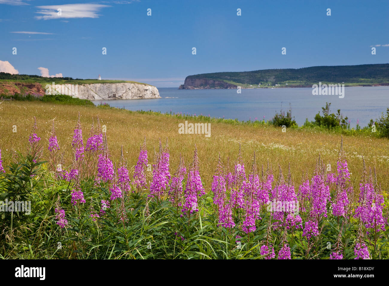 Fireweed and lighthouse near Perce, Gaspe, Quebec, Canada Stock Photo ...