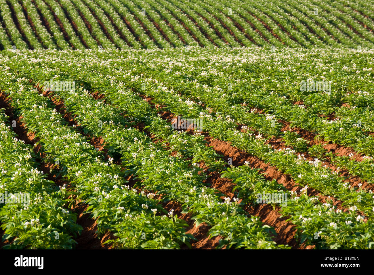 Potato field near Malpeque, Prince Edward Island, Canada Stock Photo ...