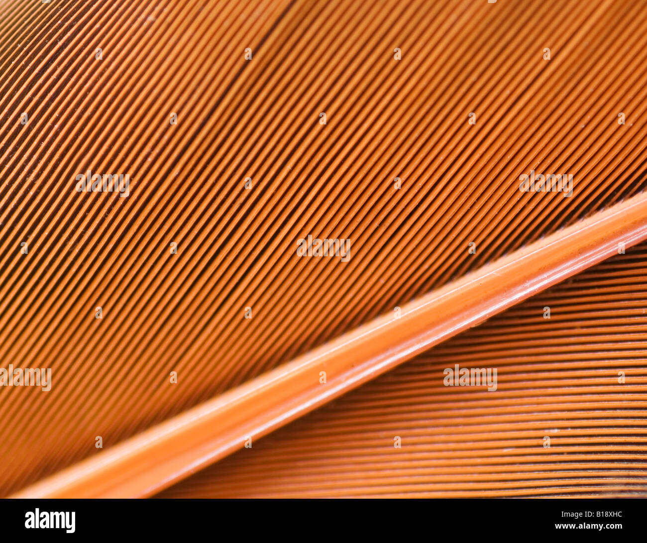 Northern Flicker (Colaptes auratus) feather Stock Photo - Alamy