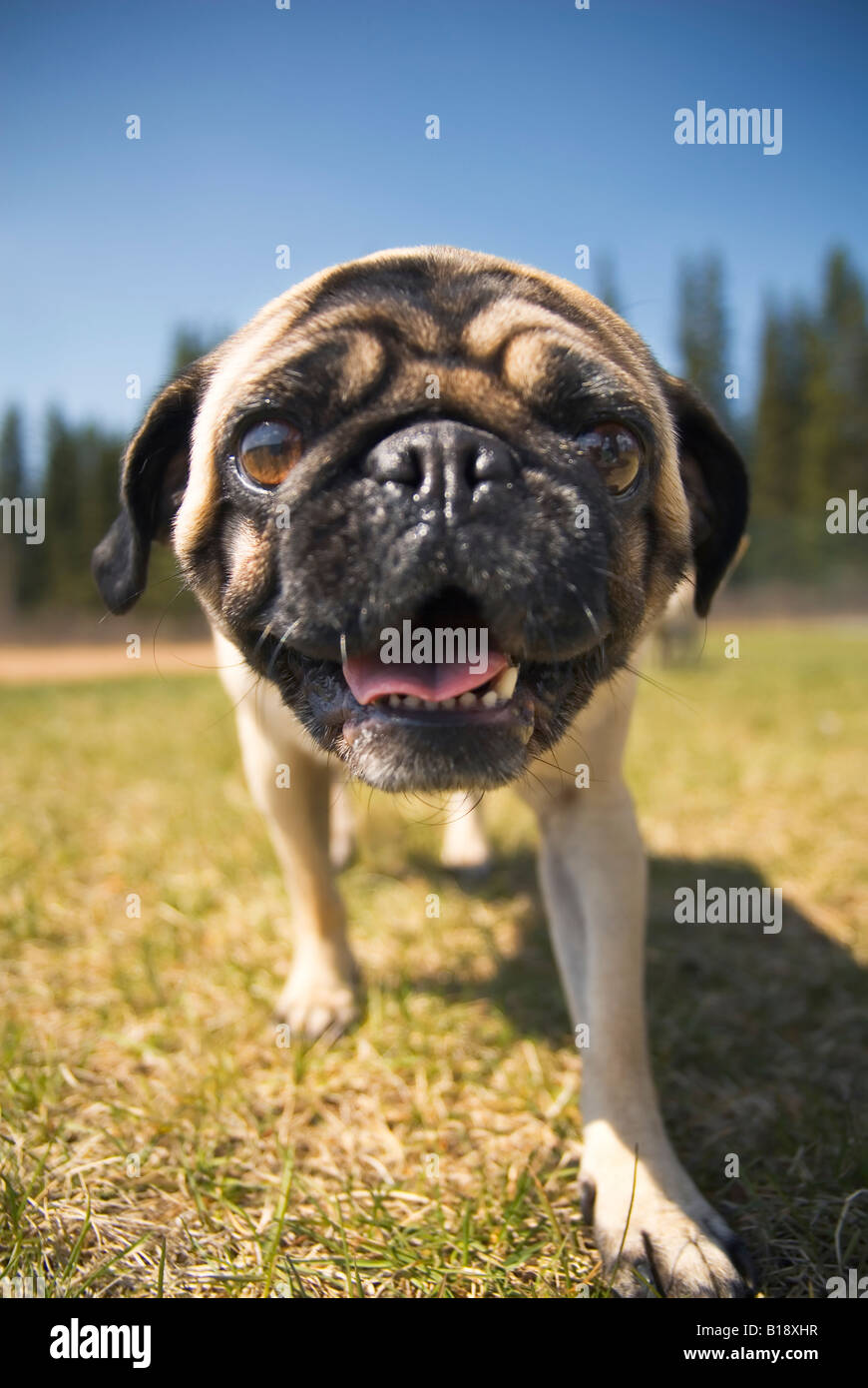 Pug dog, Alberta, Canada Stock Photo - Alamy