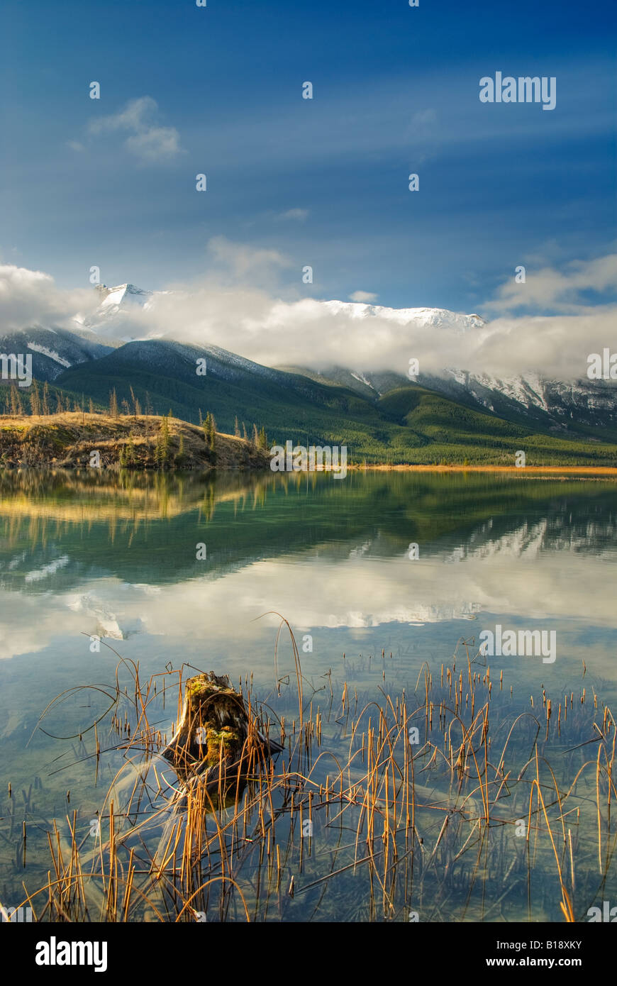 Stump in Talbot Lake, Jasper National Park, Alberta, Canada Stock Photo ...