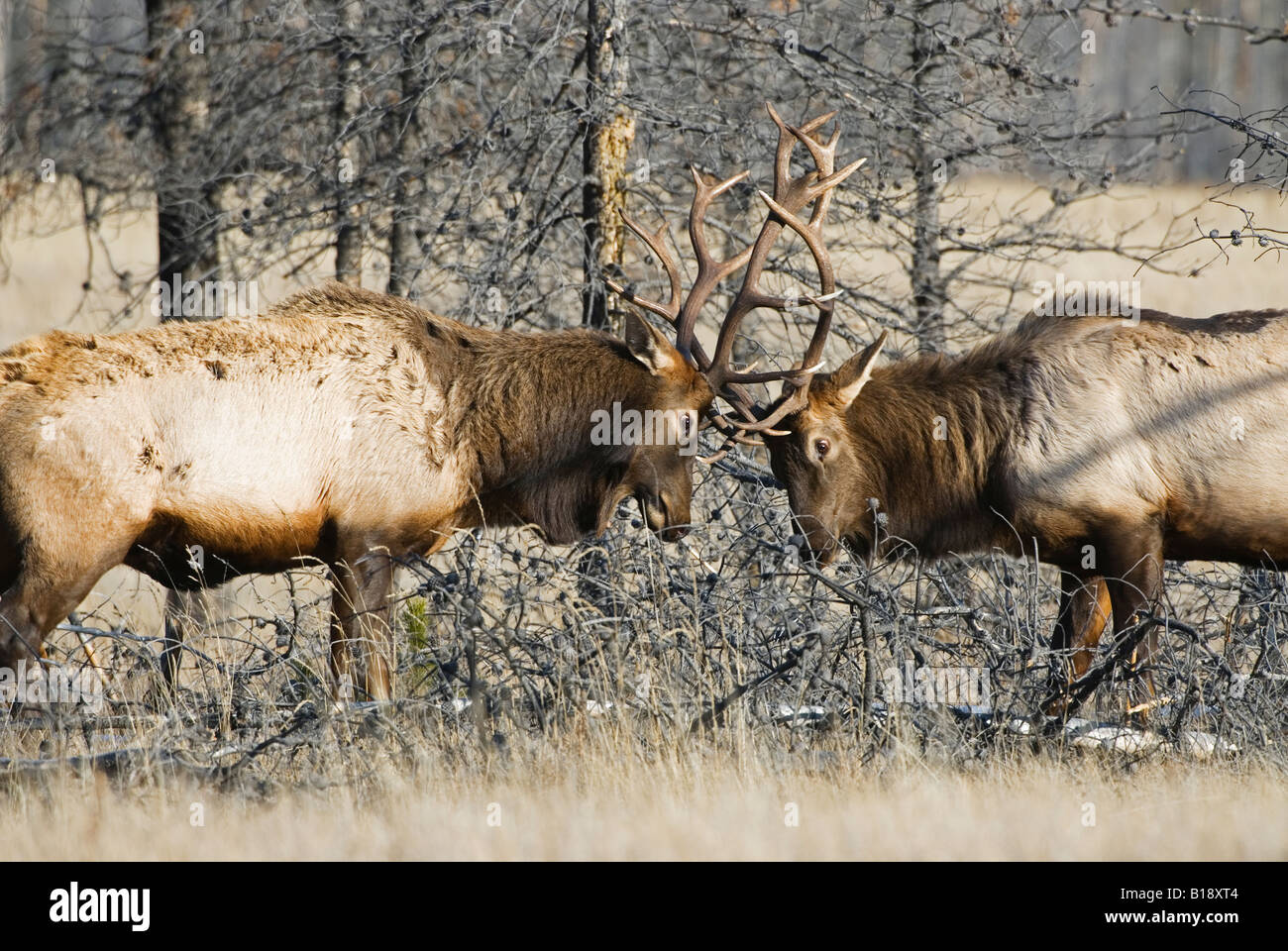 Elk bulls fighting hi-res stock photography and images - Alamy