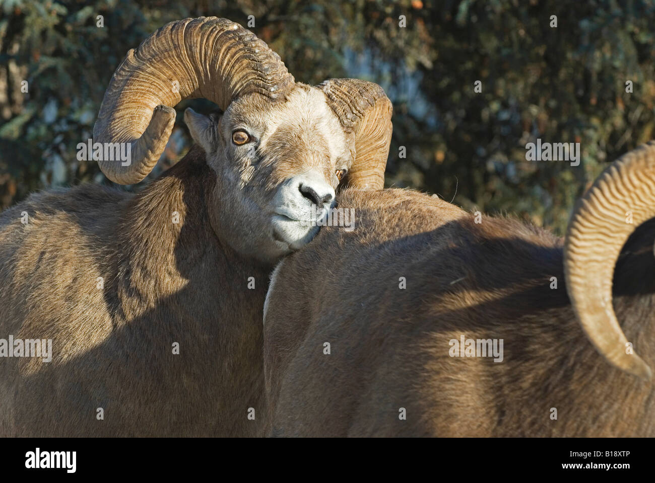 Kelly ram hi-res stock photography and images - Alamy