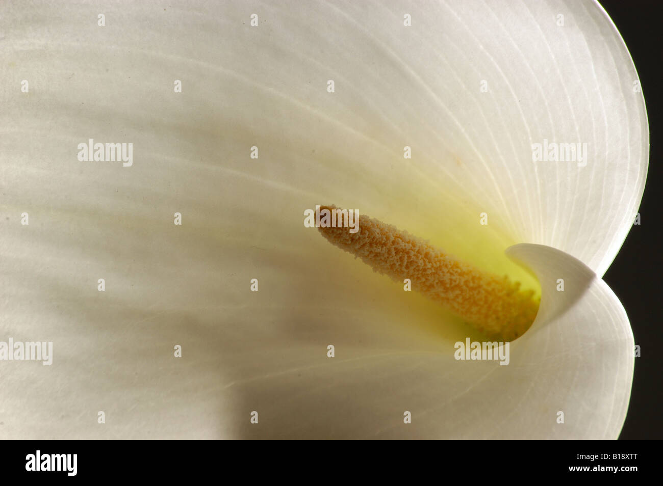Calla fiore hi-res stock photography and images - Alamy