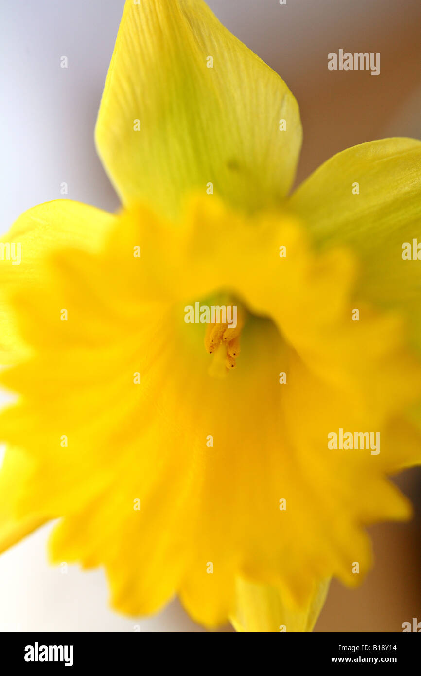 Yellow daffodil in spring Stock Photo - Alamy