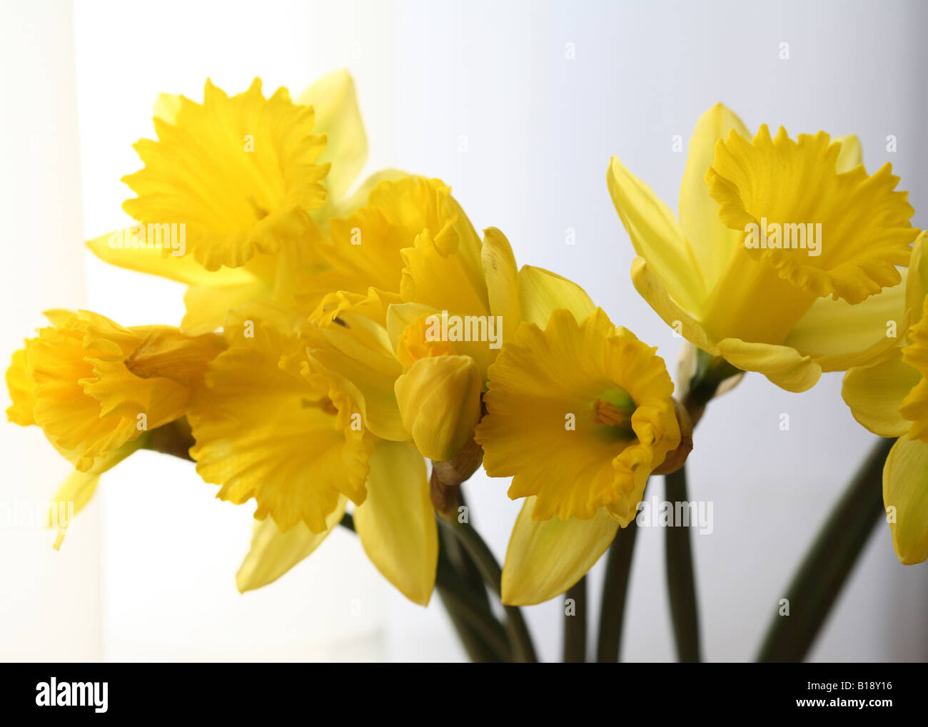 Yellow daffodils in spring Stock Photo - Alamy