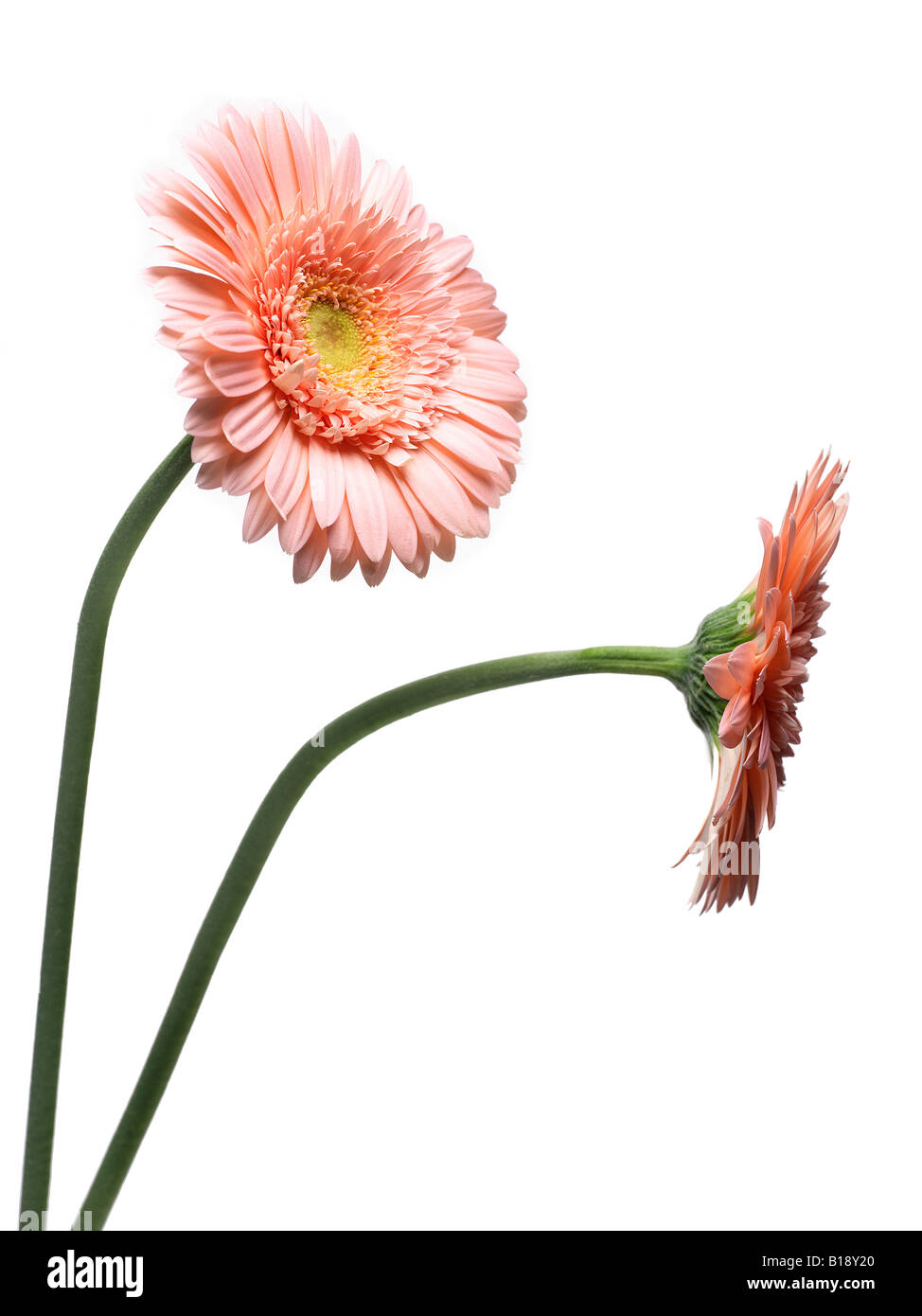 2 pink gerberas against a white background, one in side profile, one ...