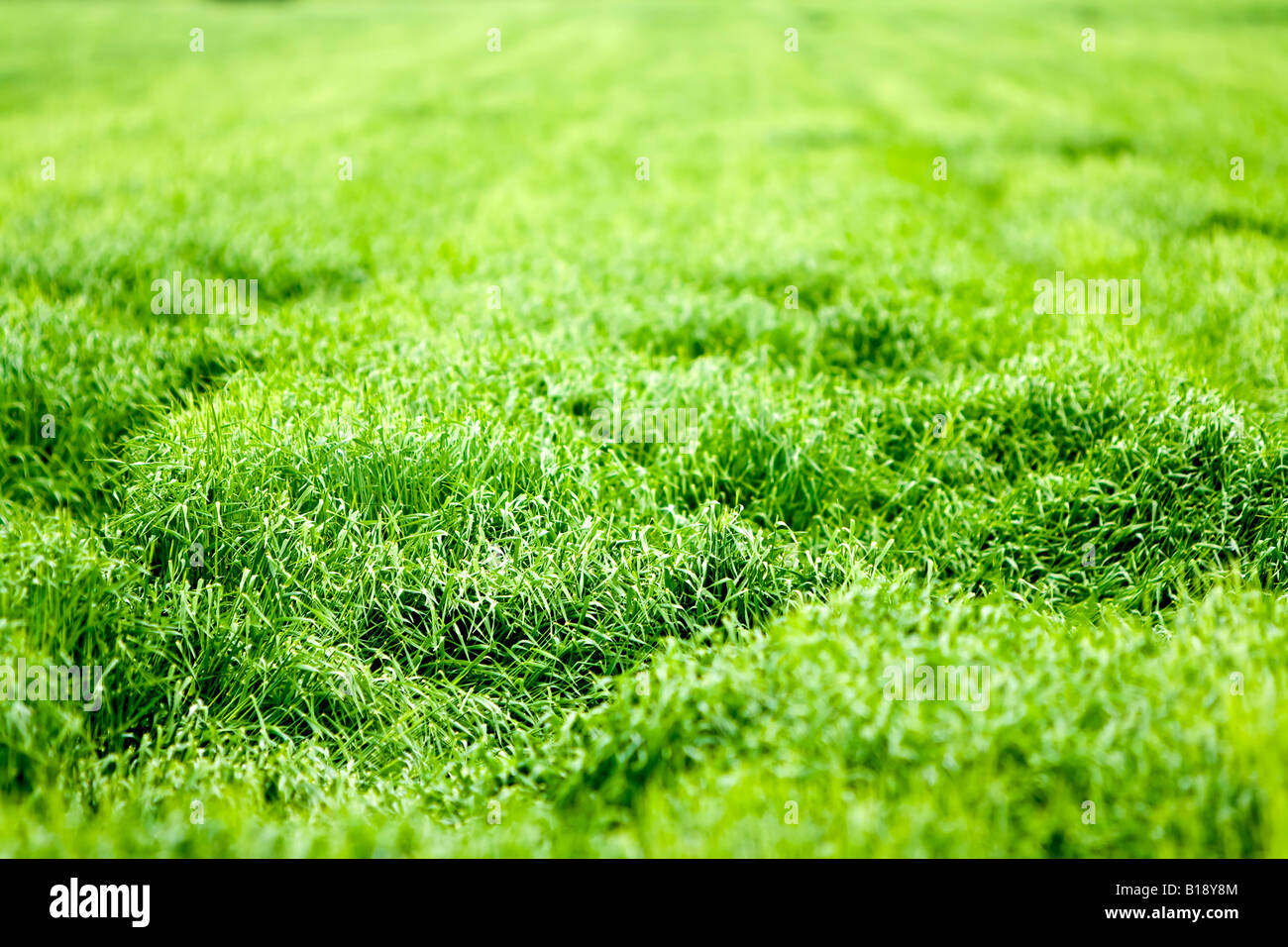 beautiful green field Stock Photo - Alamy