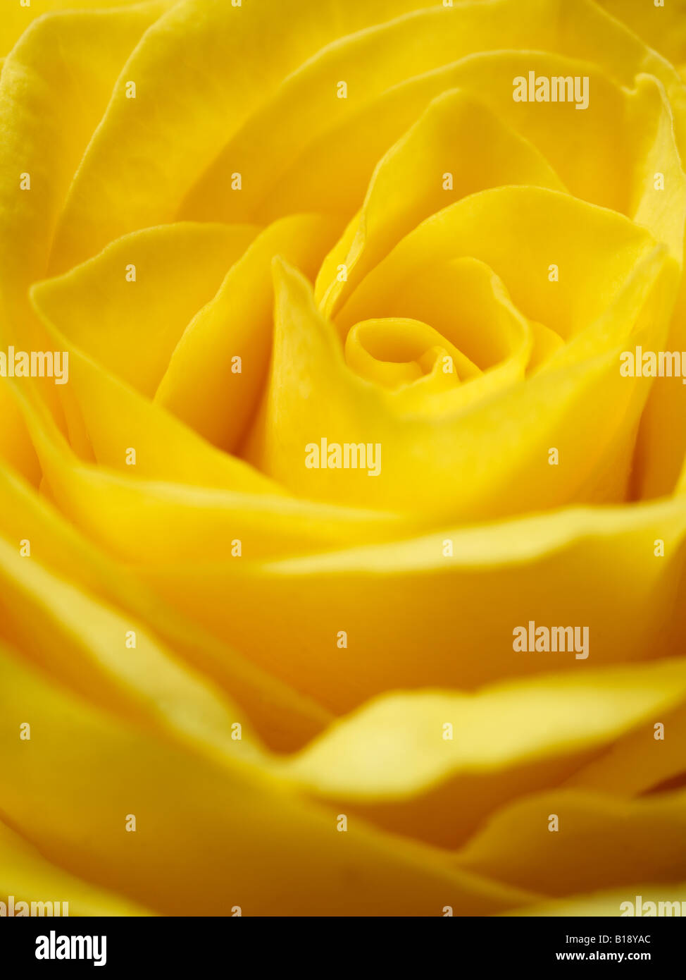 close up of single yellow rose Stock Photo - Alamy