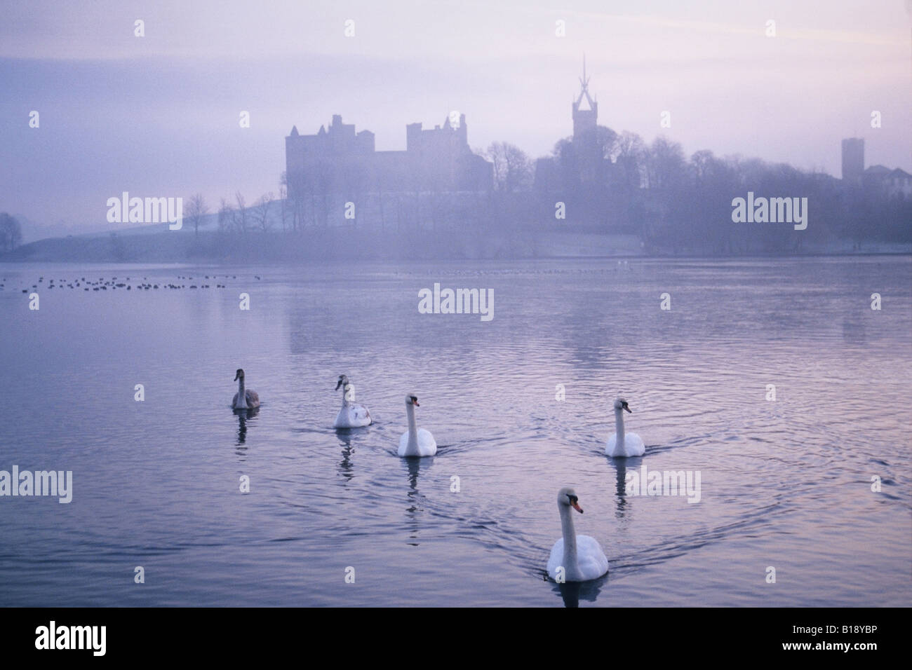 Swans at Linlithgow Loch Stock Photo - Alamy