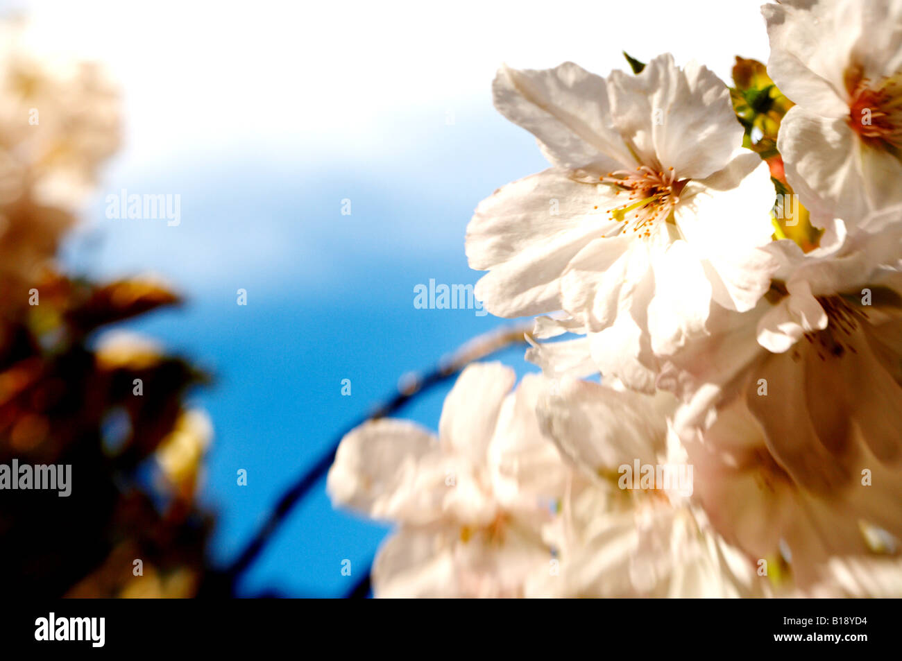 Tree blossom in springtime in Batsford Aboretum in the Cotswolds Stock ...