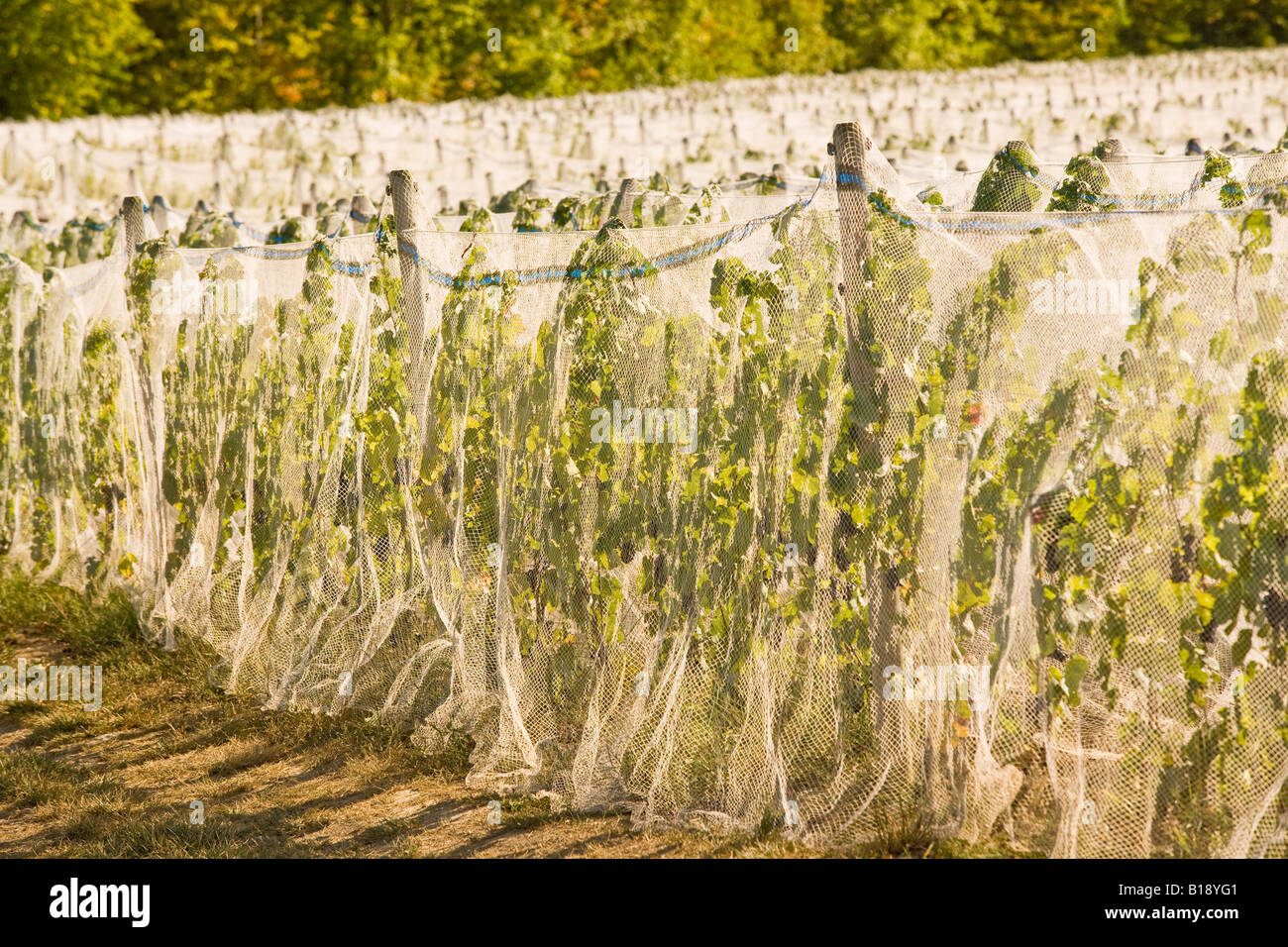 Netting used to protect grapes from birds at vineyard in Niagara ...