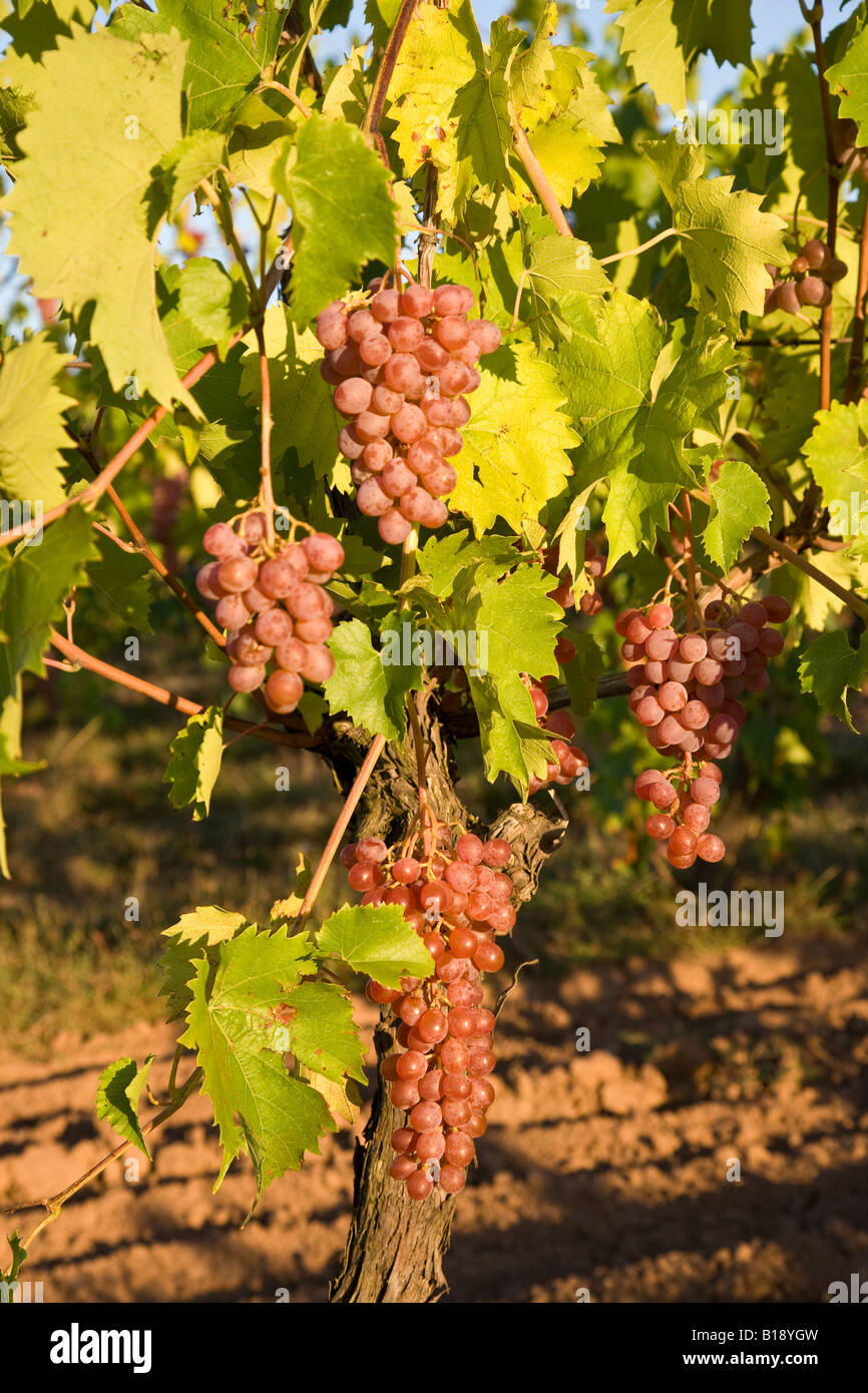 Pinot Noir grapes growing on vineyard in Niagara Peninsula near Grimsby ...
