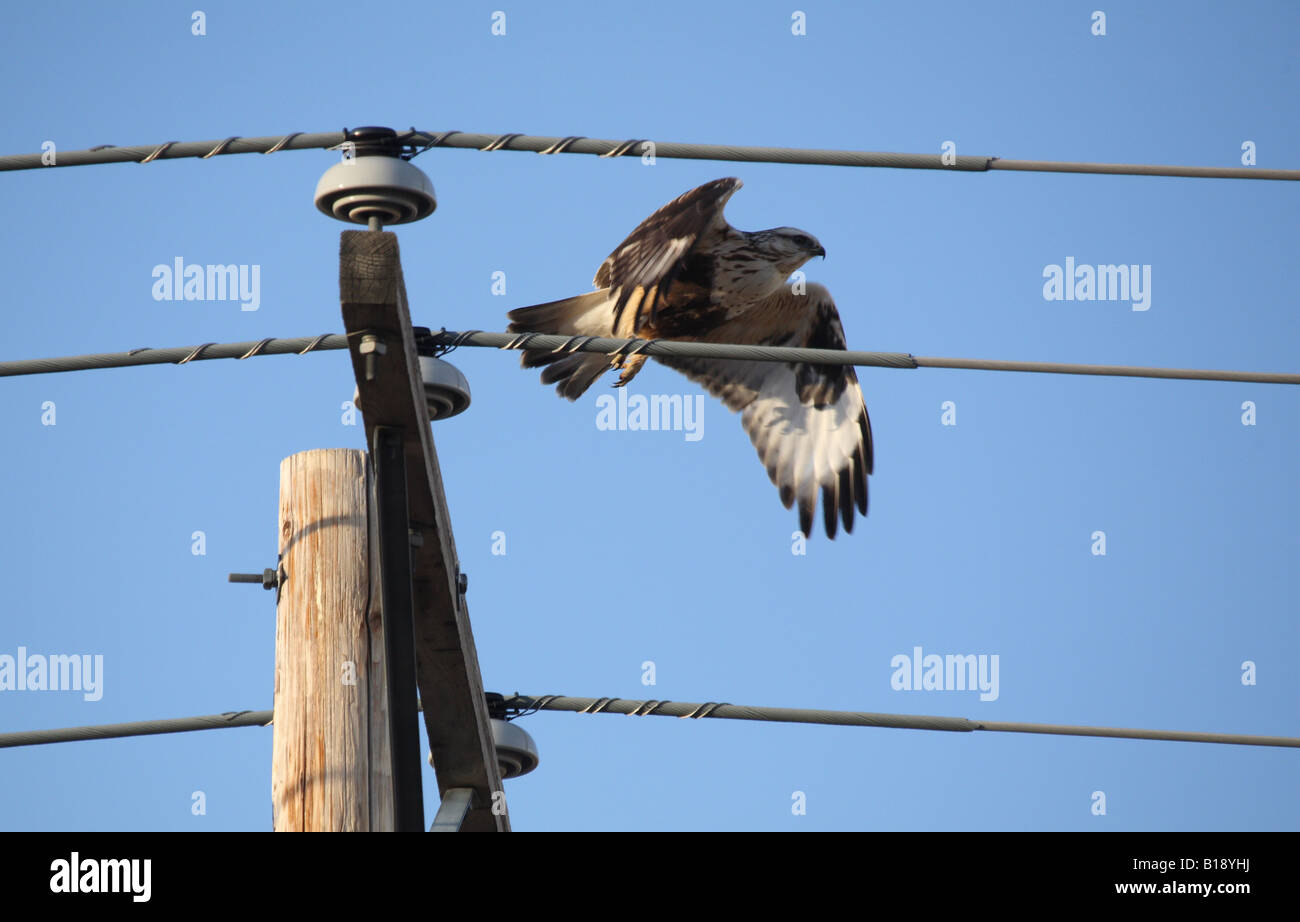 Rough legged Hawk that flight from power pole Stock Photo - Alamy