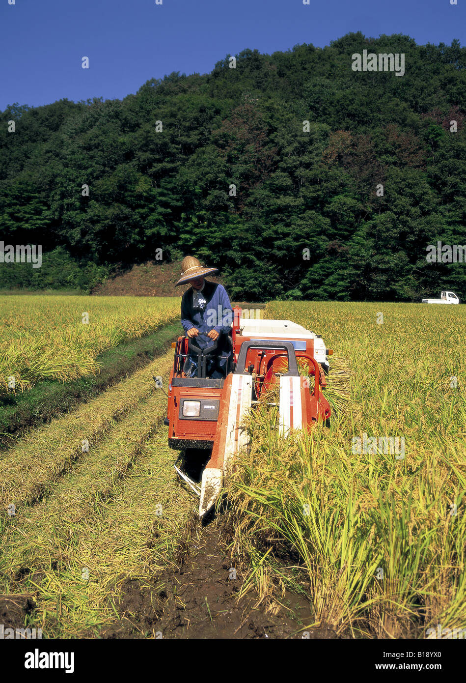 Rice harvesting hi-res stock photography and images - Alamy