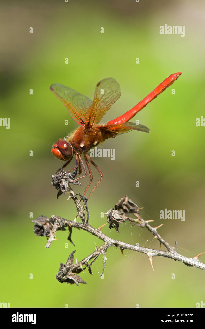 A Cardinal Meadowhawk Dragonfly (Sympetrum illotum) perched on a thorny ...