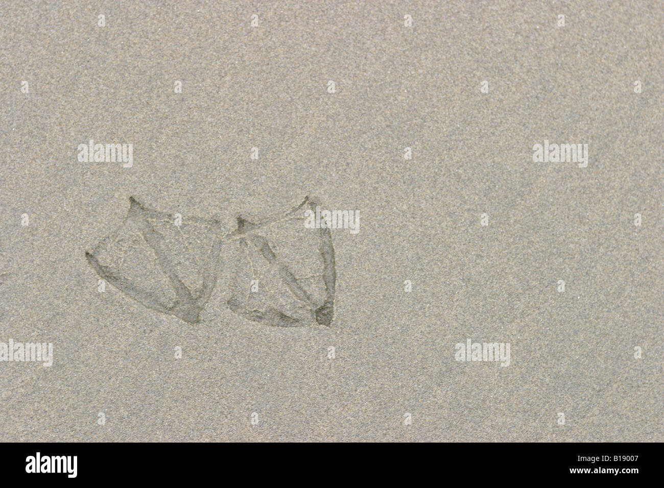 Shorebird footprints on beach High Resolution Stock Photography and ...