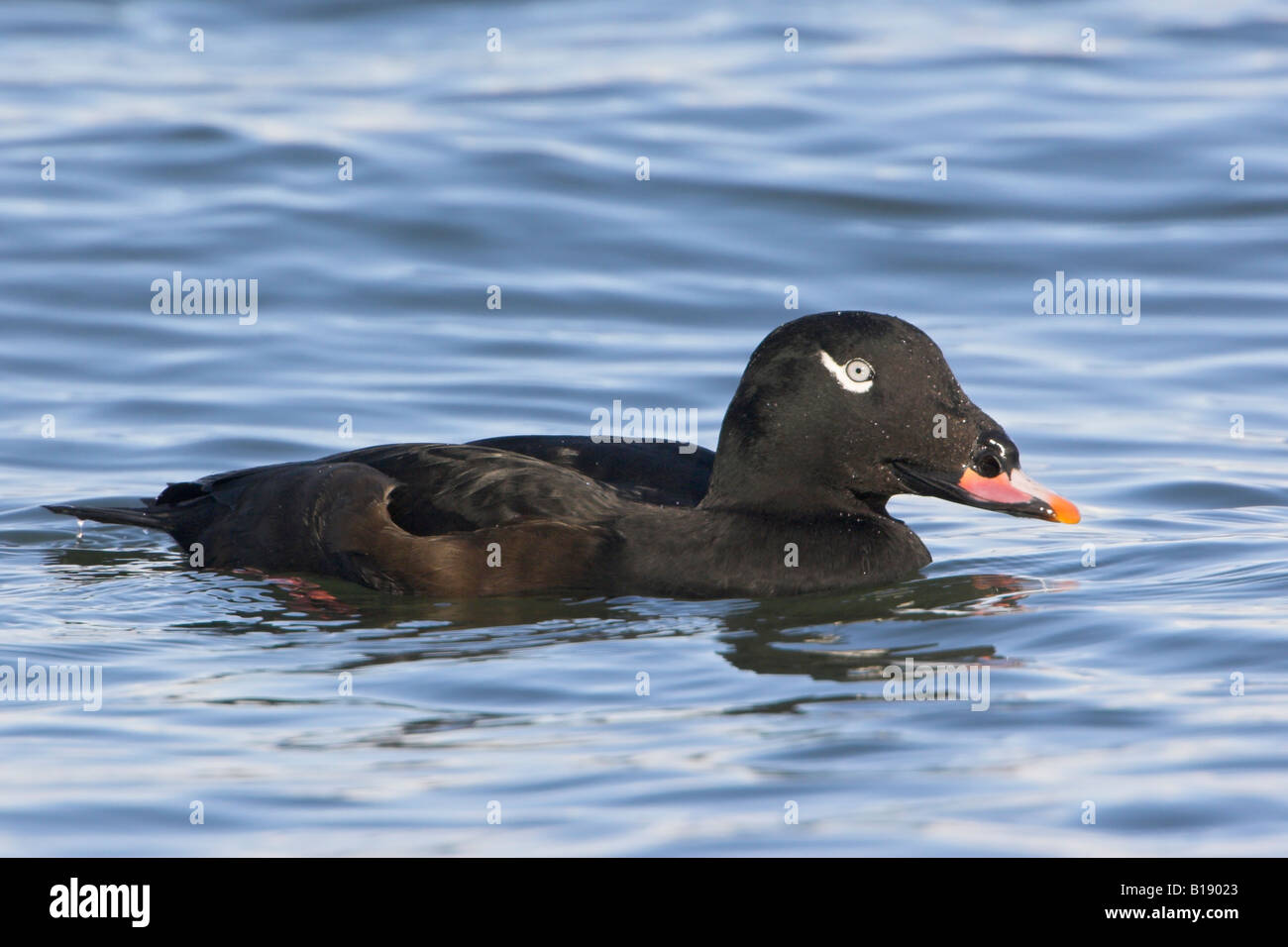 Male white winged scoter melanitta fusca hi-res stock photography and ...