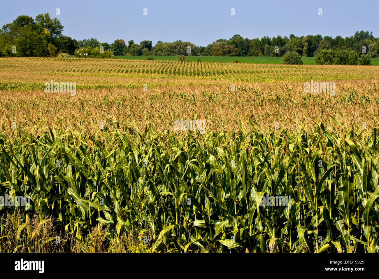 Cambridge ontario canada hi-res stock photography and images - Alamy