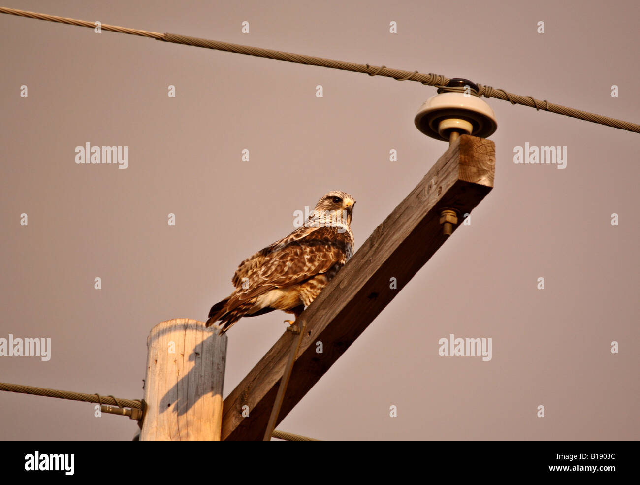 American rough legged hawk hi-res stock photography and images - Alamy