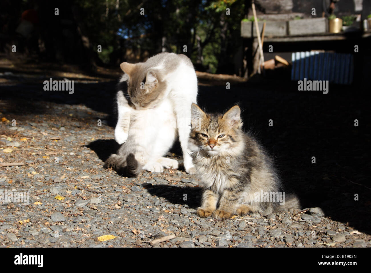 Two cats 1 Stock Photo - Alamy