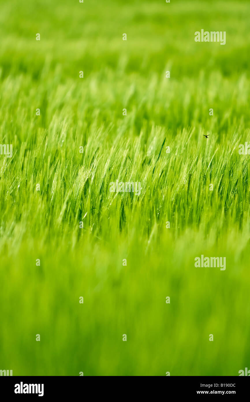 beautiful green barley field Stock Photo - Alamy