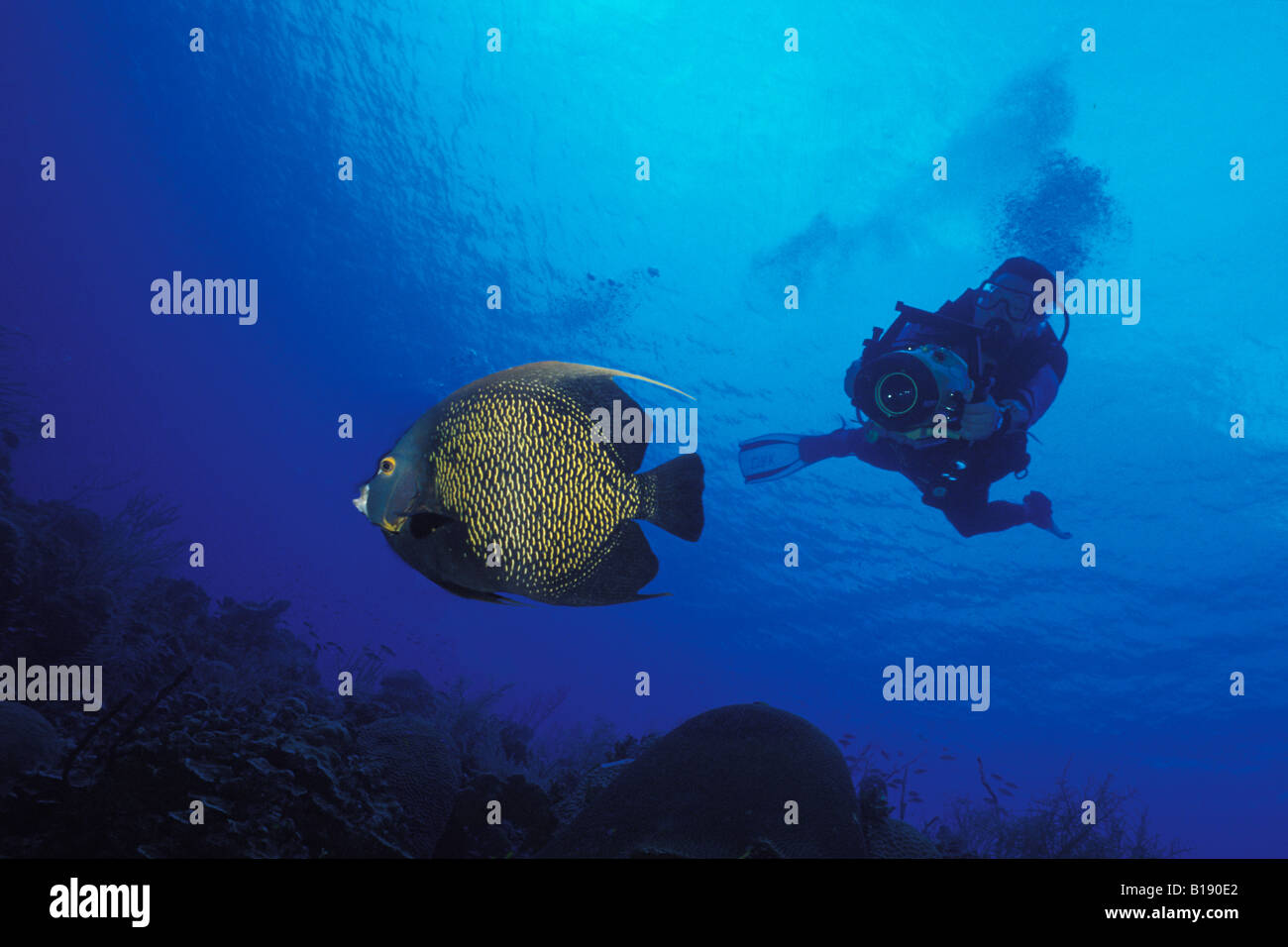French angel fish hi-res stock photography and images - Alamy