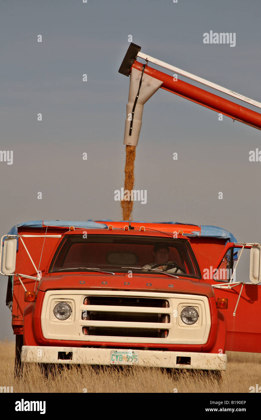 Auger loading grain in farm truck Stock Photo - Alamy