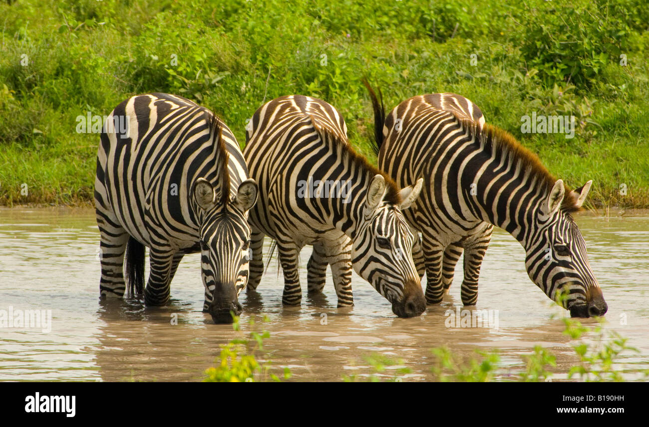Drinking zebra hi-res stock photography and images - Alamy