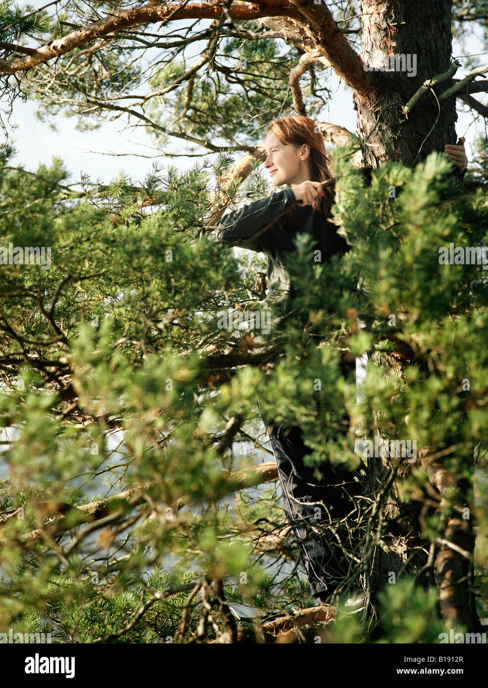 Risk Tree High Resolution Stock Photography and Images - Alamy